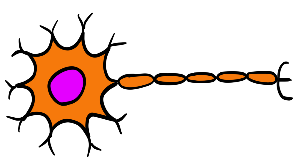 神経組織-VNCA eggs 愛玩動物看護師国家試験対策 | VNCA eggs